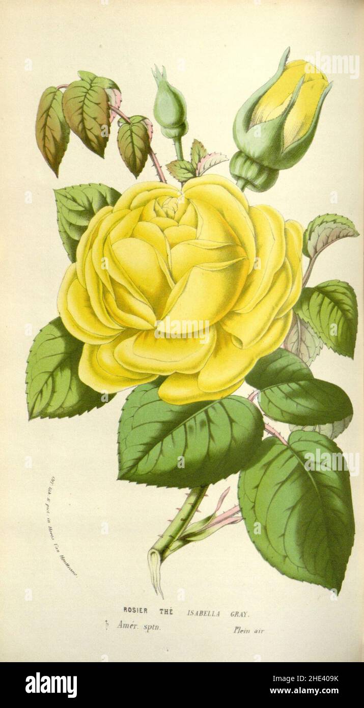 Isabella rosa hi-res stock photography and images - Alamy