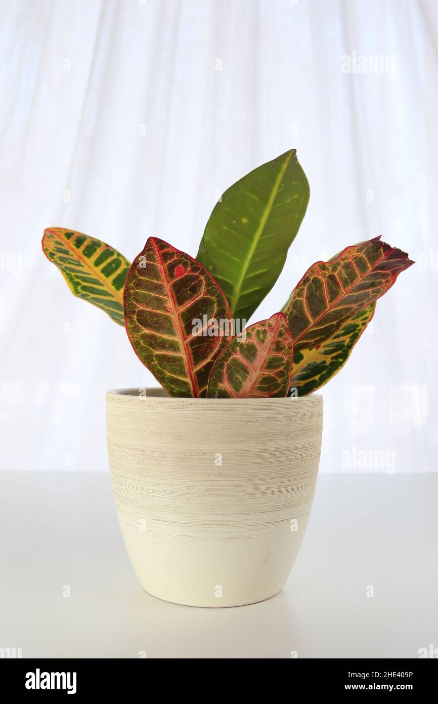 Croton plant container hi-res stock photography and images - Alamy