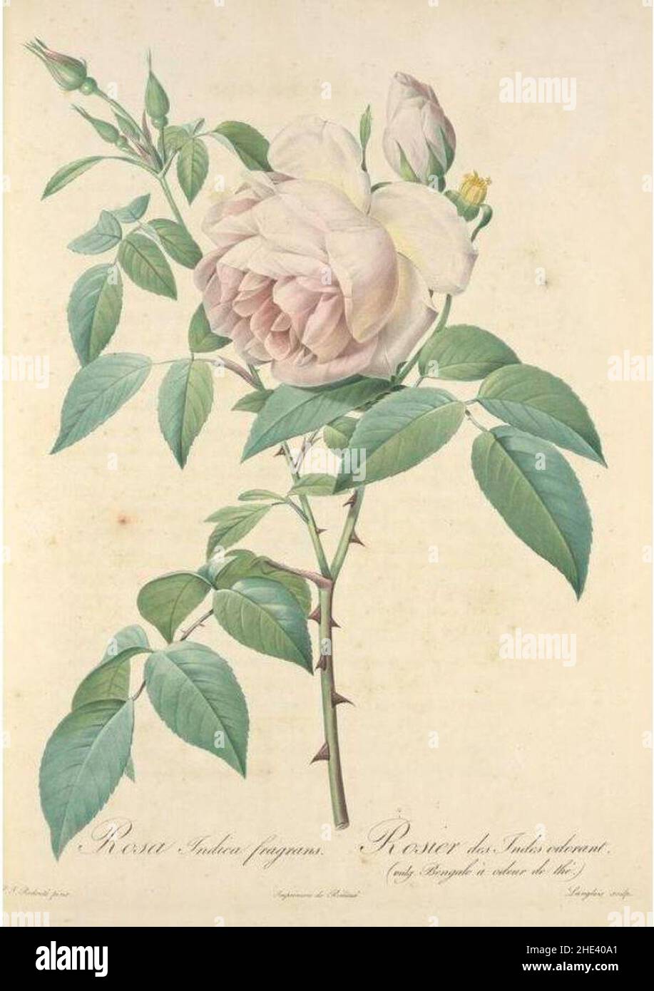 Rosa indica Fragrans Stock Photo - Alamy