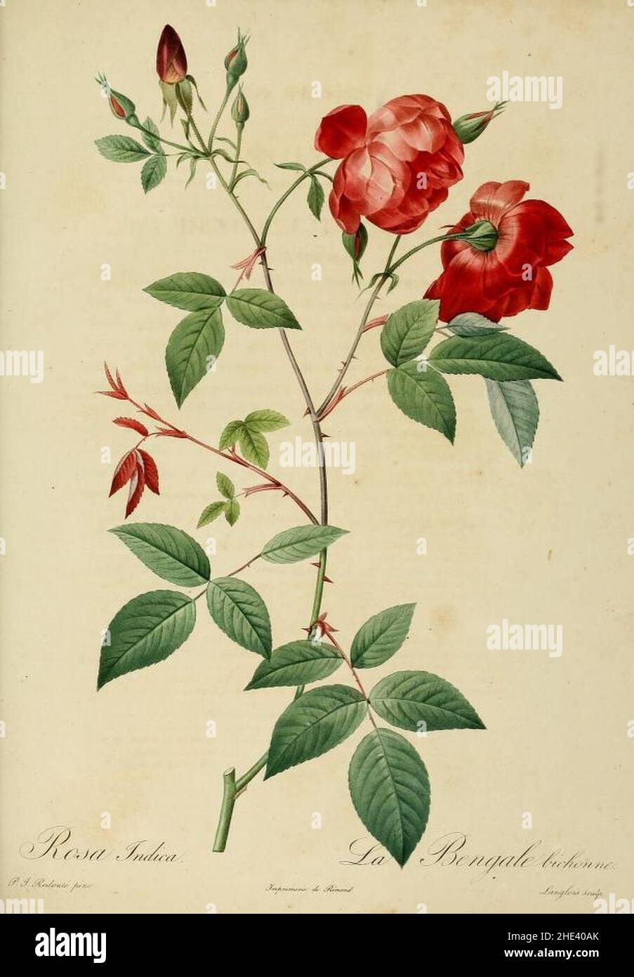 Pannosa hi-res stock photography and images - Alamy