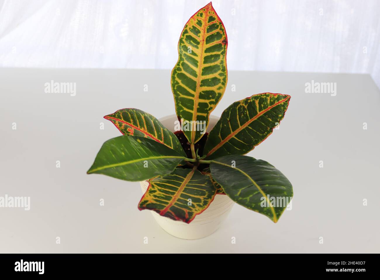 Croton plant pot hi-res stock photography and images - Alamy