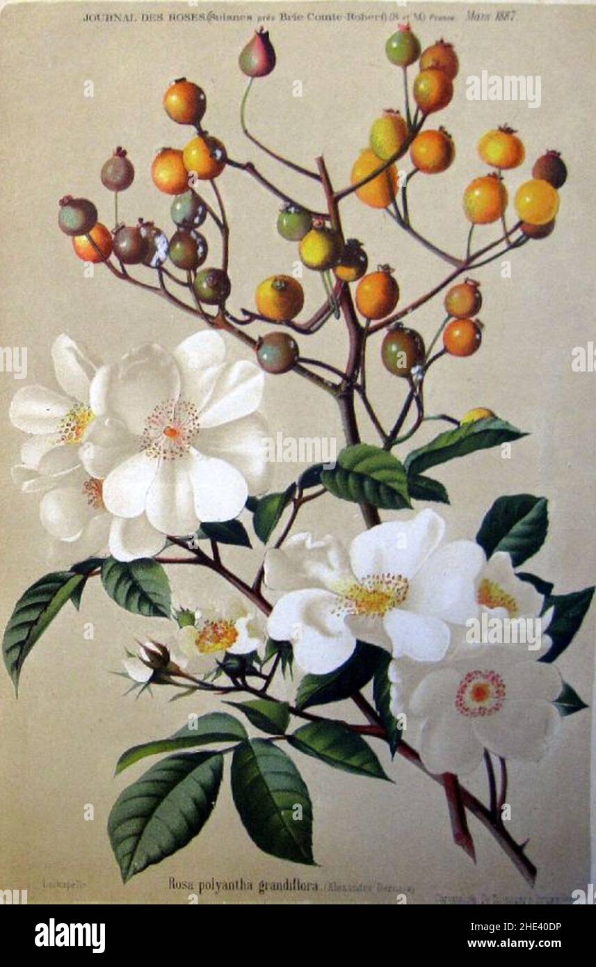 Rosa 'Polyantha Grandiflora' 3 Stock Photo - Alamy