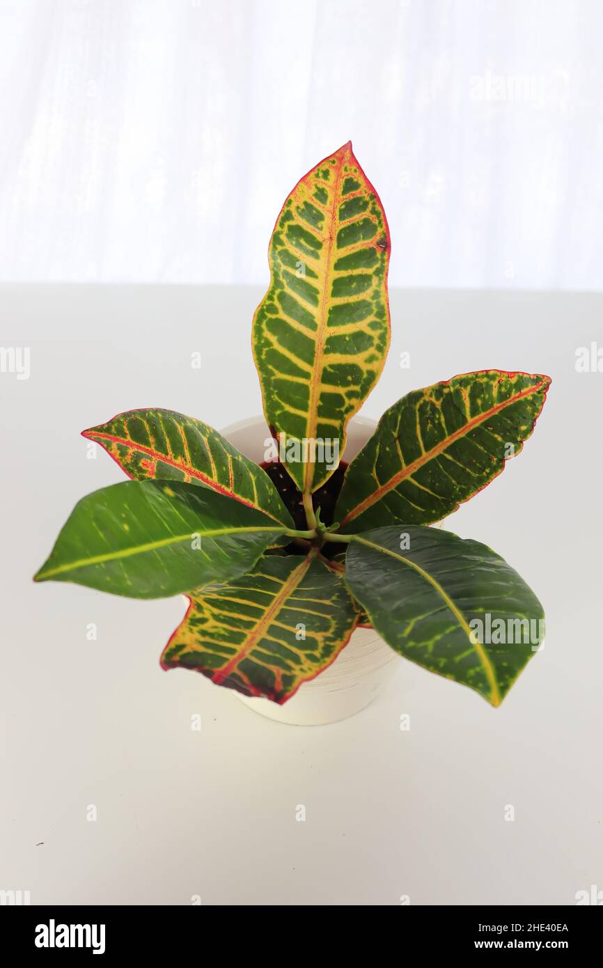 Croton plant container hi-res stock photography and images - Alamy