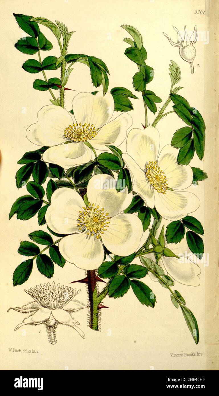 Rosa sericea Curtis’s Stock Photo - Alamy