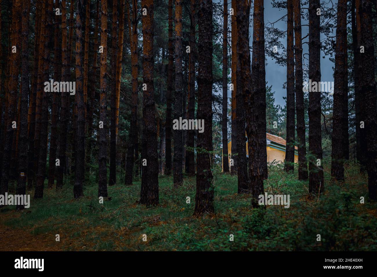 Dark forest with tall trees. Green bushes, grass. Orange autumn colors ...