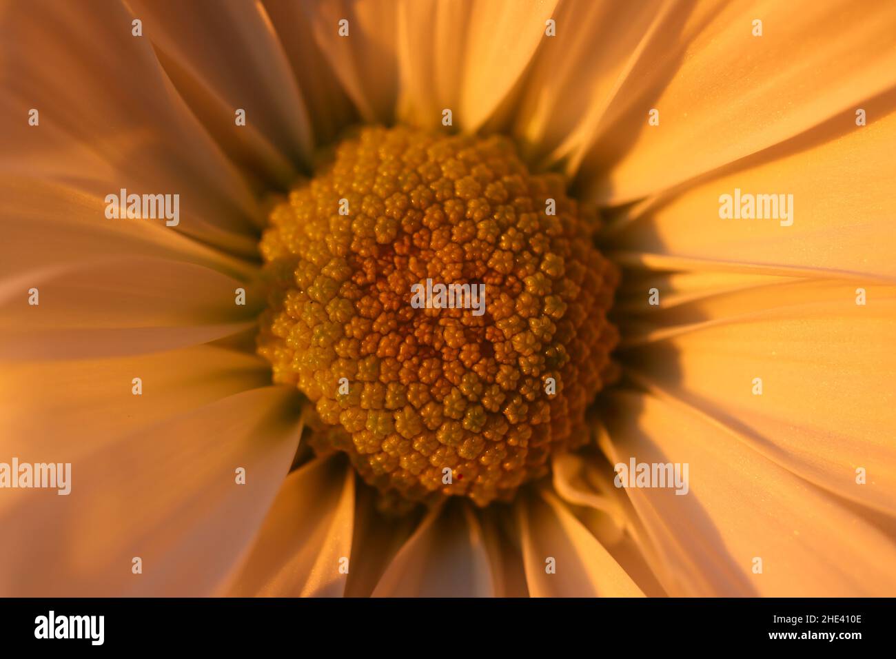 Abstract flower center detail hi-res stock photography and images - Alamy