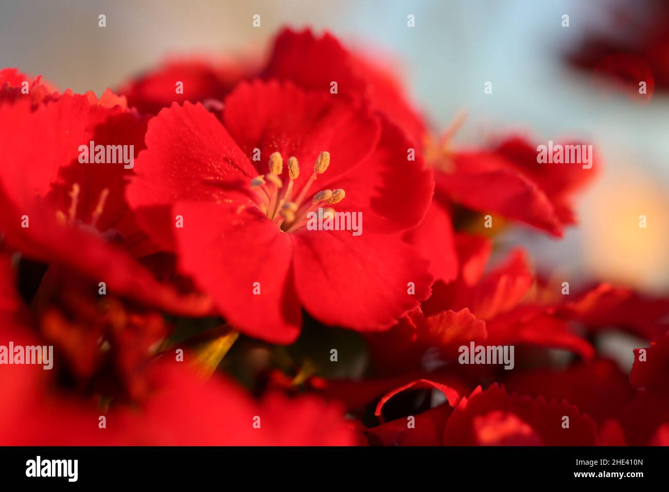 Dianthus flower garden hi-res stock photography and images - Alamy