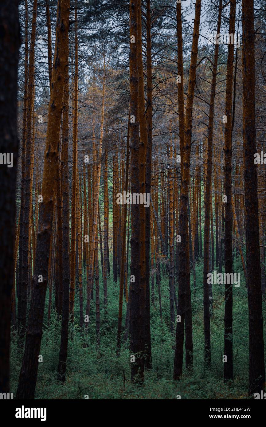 Dark forest with tall trees. Green bushes, grass. Orange autumn colors ...