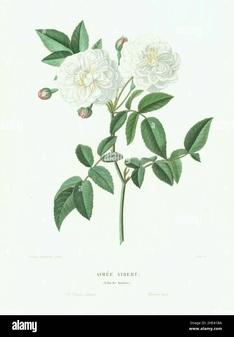 Rose vibert hi-res stock photography and images - Alamy