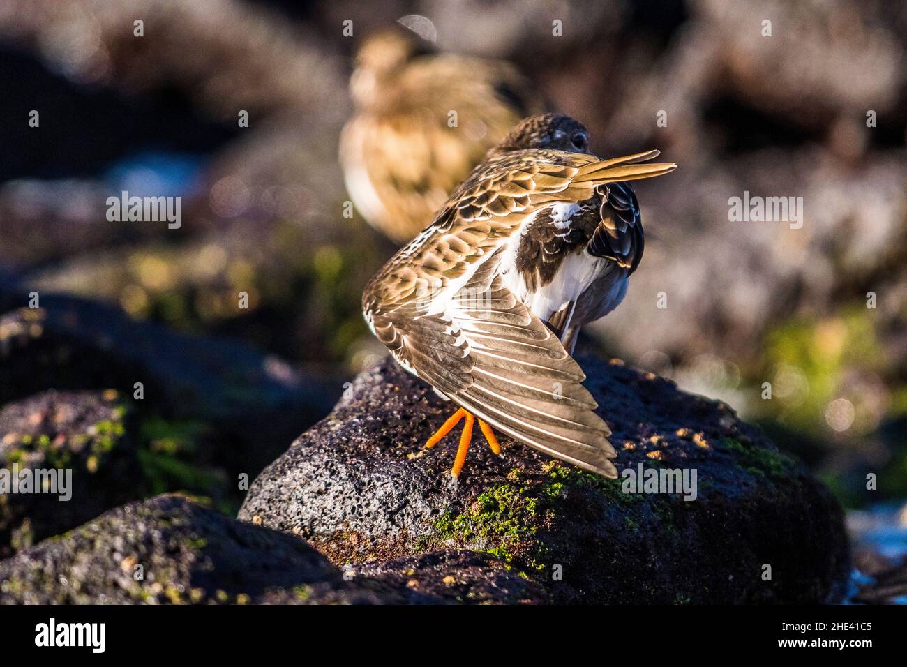 Ruddy Turnstone (Arenaria interpres), young, stretches Stock Photo - Alamy
