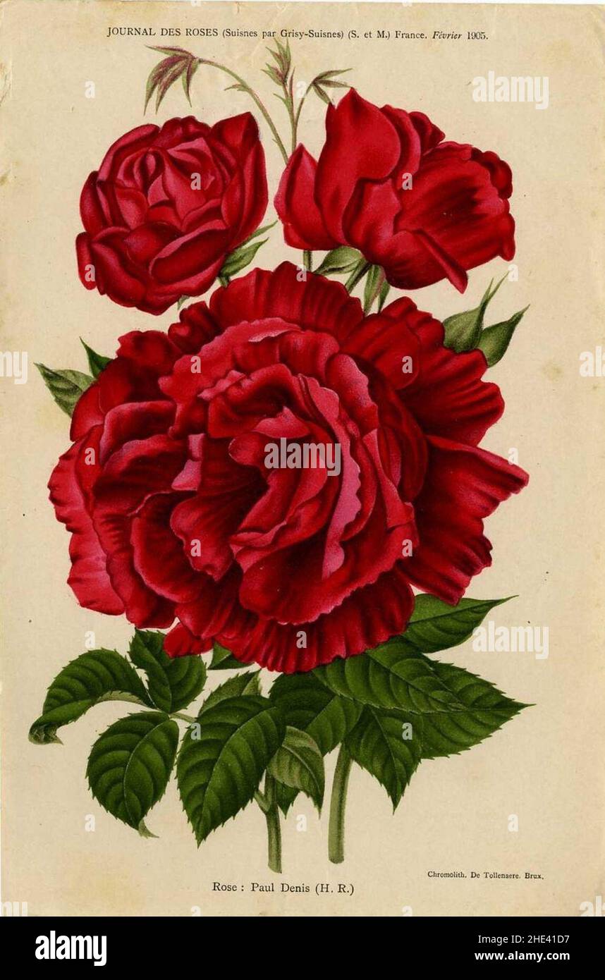 Rose Paul Denis Stock Photo - Alamy
