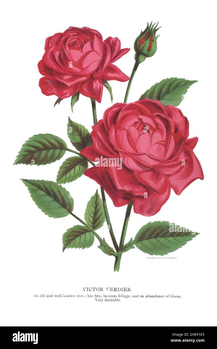 Verdier Cut Out Stock Images & Pictures - Alamy