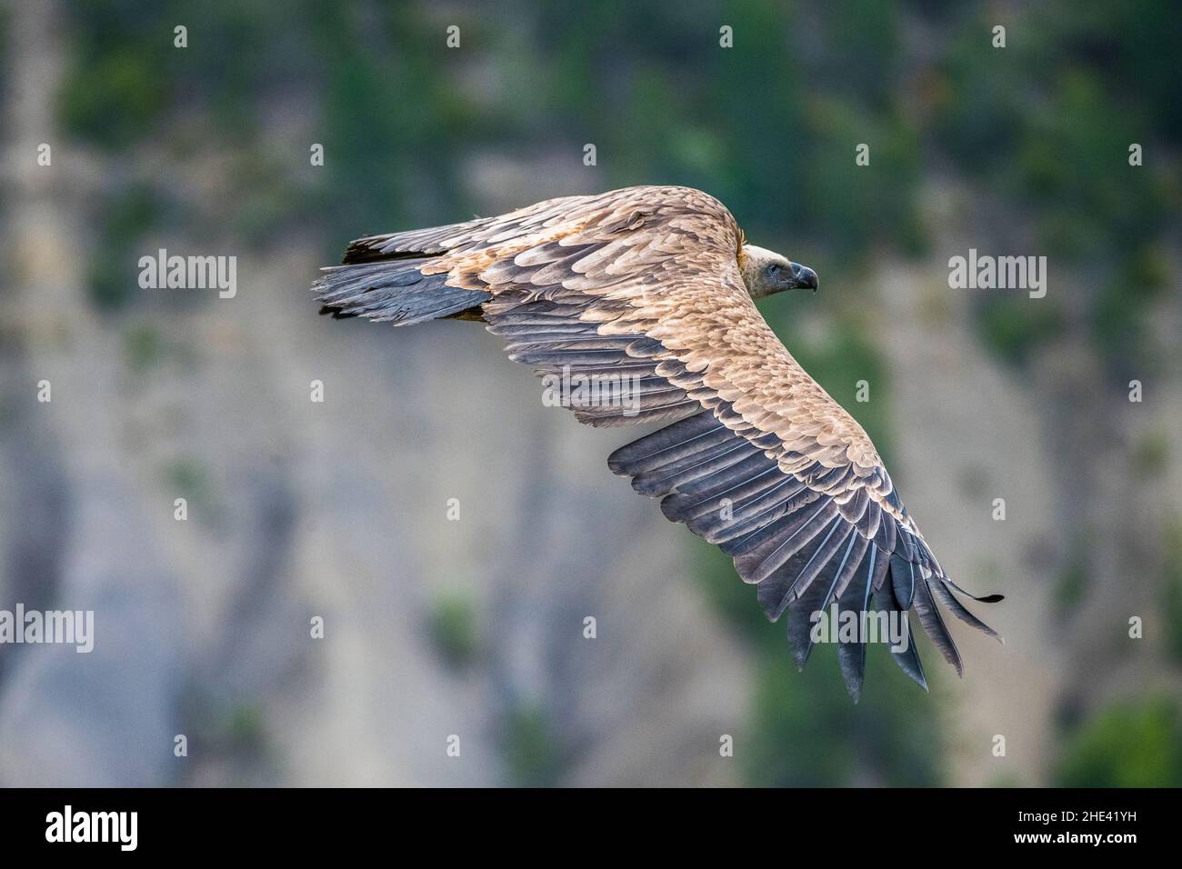 Griffon Vulture (Gyps fulvus), in flapping flight Stock Photo - Alamy