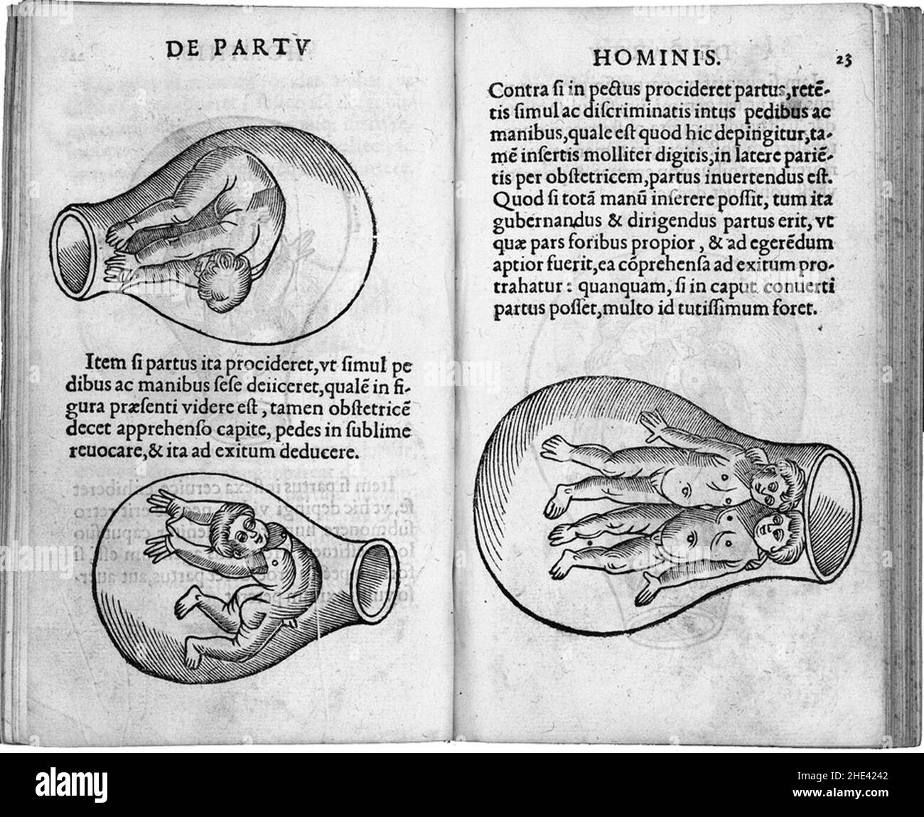 Hominis hi-res stock photography and images - Alamy