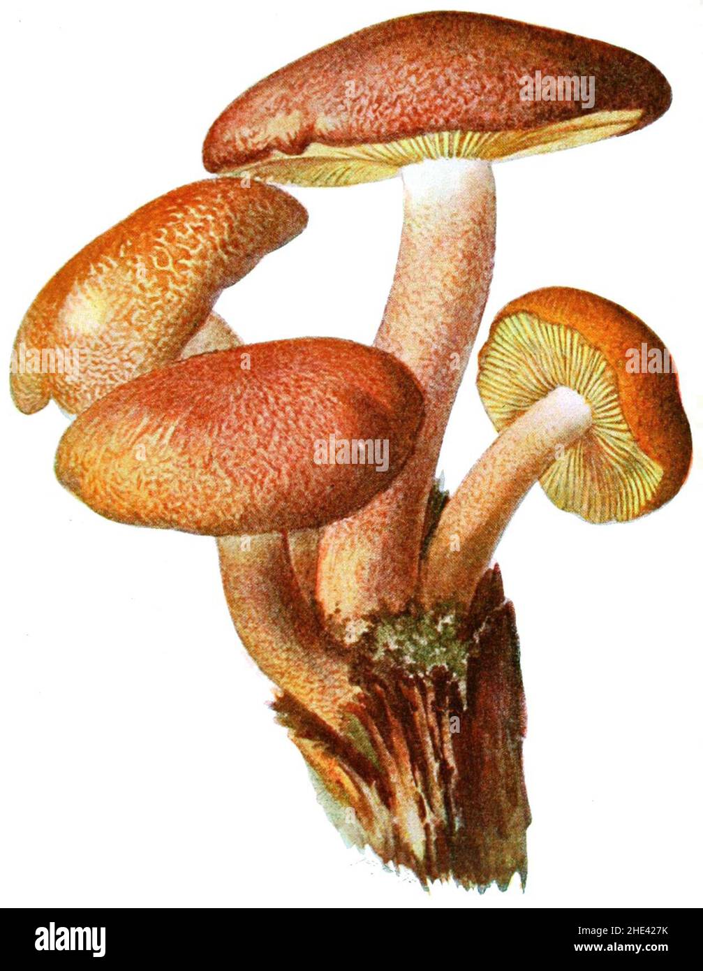 Ritterling hi-res stock photography and images - Alamy