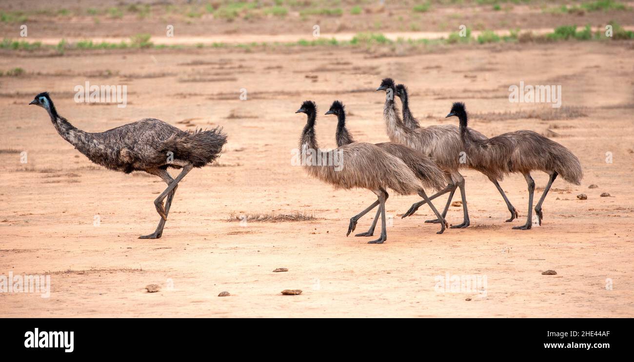 A Flock of emus in the desert country of outback Queensland, Australia ...