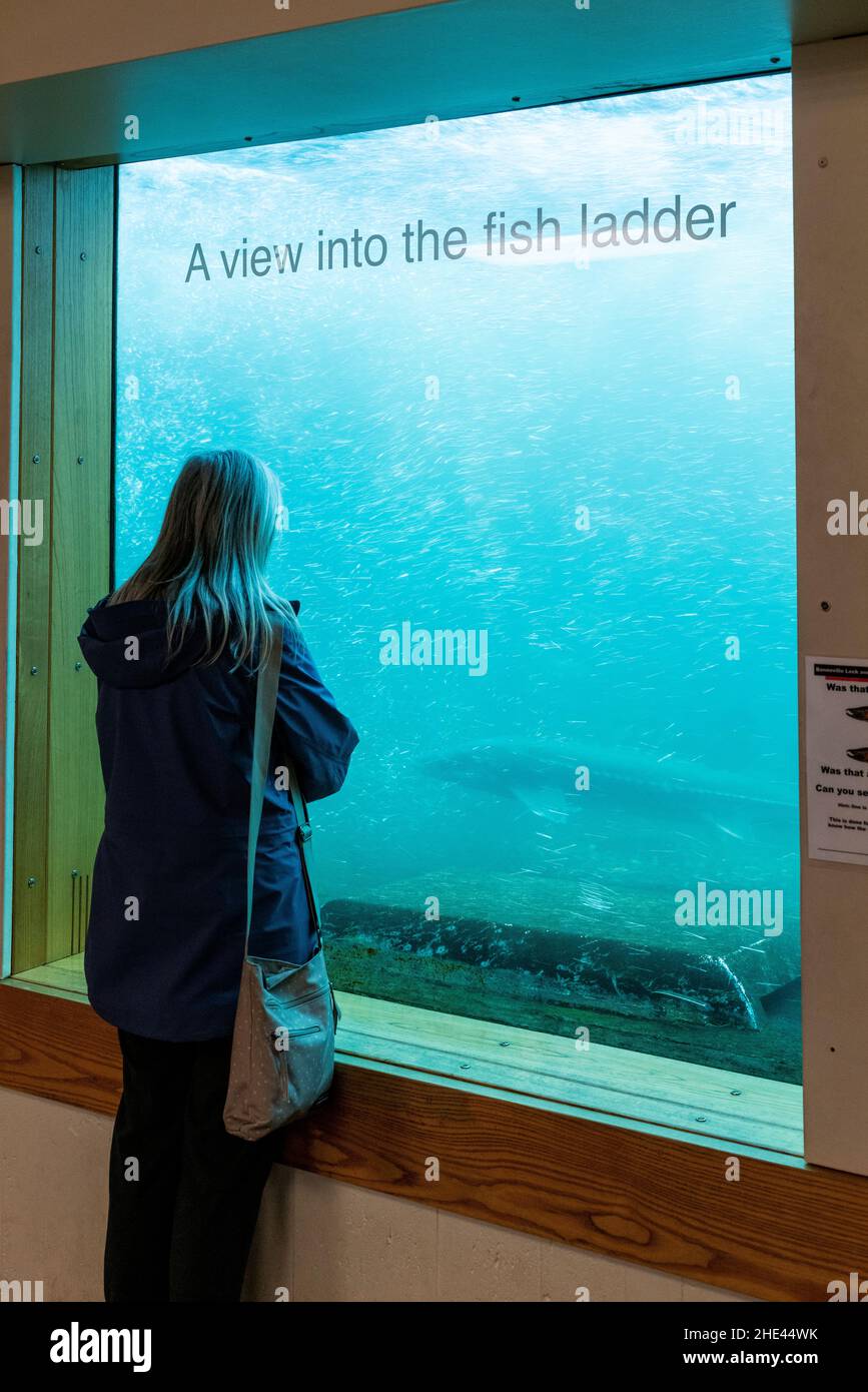 Tourist explores a fish ladder through a transparent underwater window ...