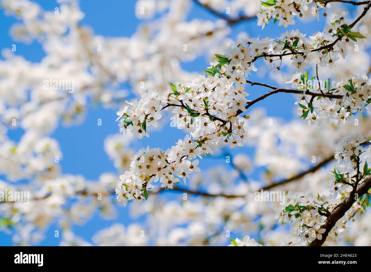 Petal beam outdoor hi-res stock photography and images - Alamy