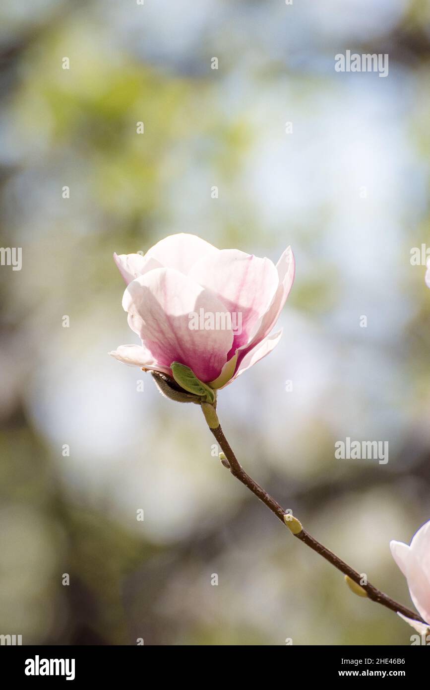 Magnolia spring flowers Stock Photo - Alamy