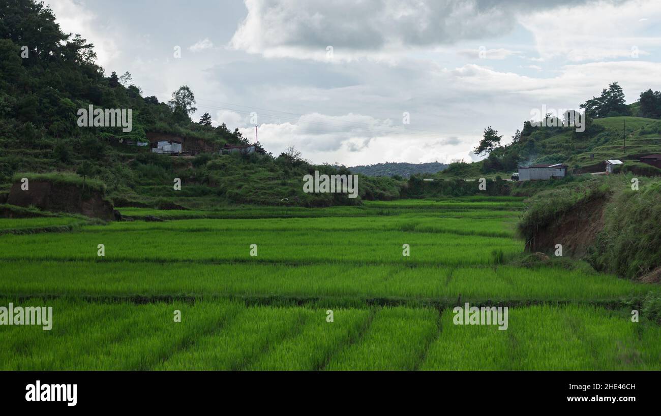 Landscape of rice crops under a cloudy sky in the daylight in the ...