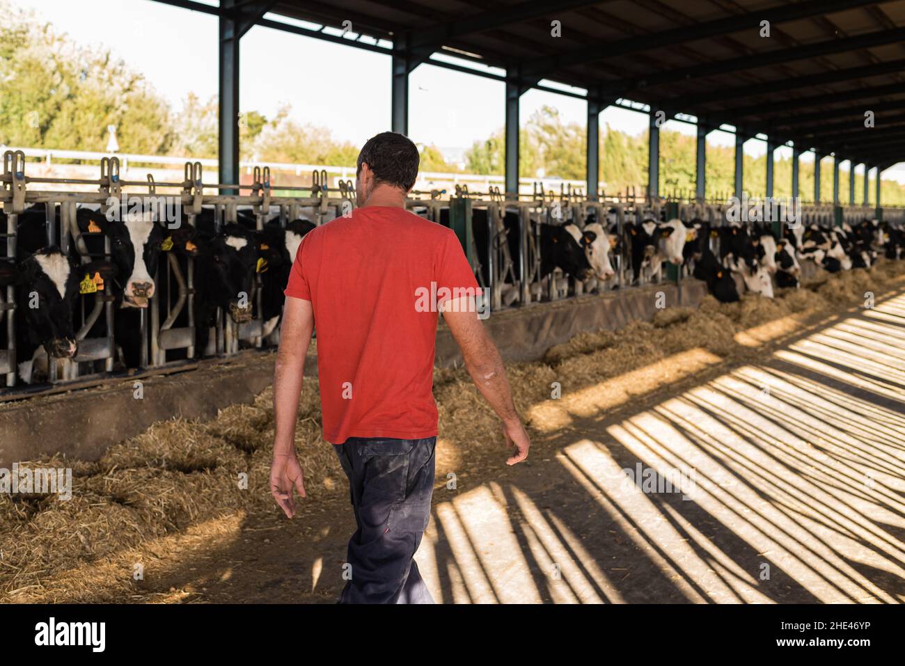 Farmer working with cows in the barn of a dairy farm Stock Photo - Alamy