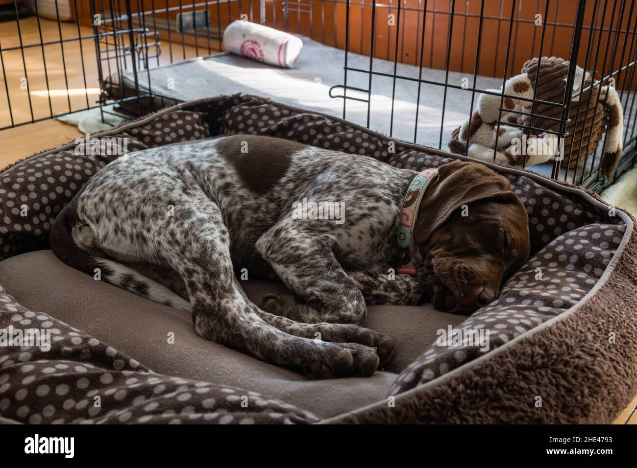 Sleeping young Shorthaired German Pointer puppy Stock Photo - Alamy