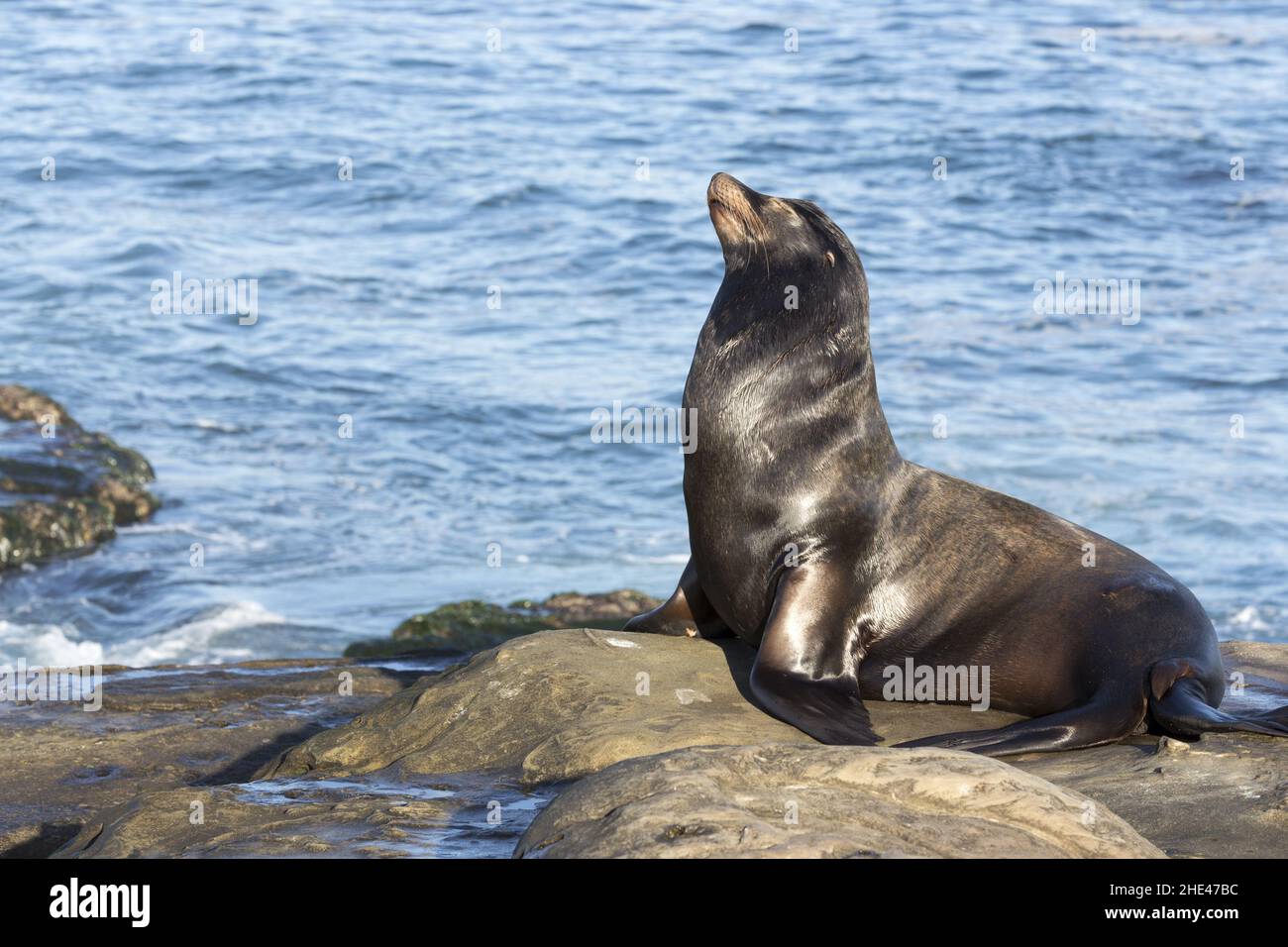 Black Harbour Seal Common Seal or Sea Lion (Phoca Vitulina) Marine ...