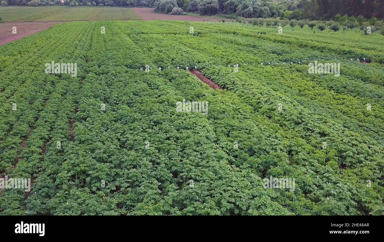 Farm workers getting ready for growing vegetables, fruits and herbs ...
