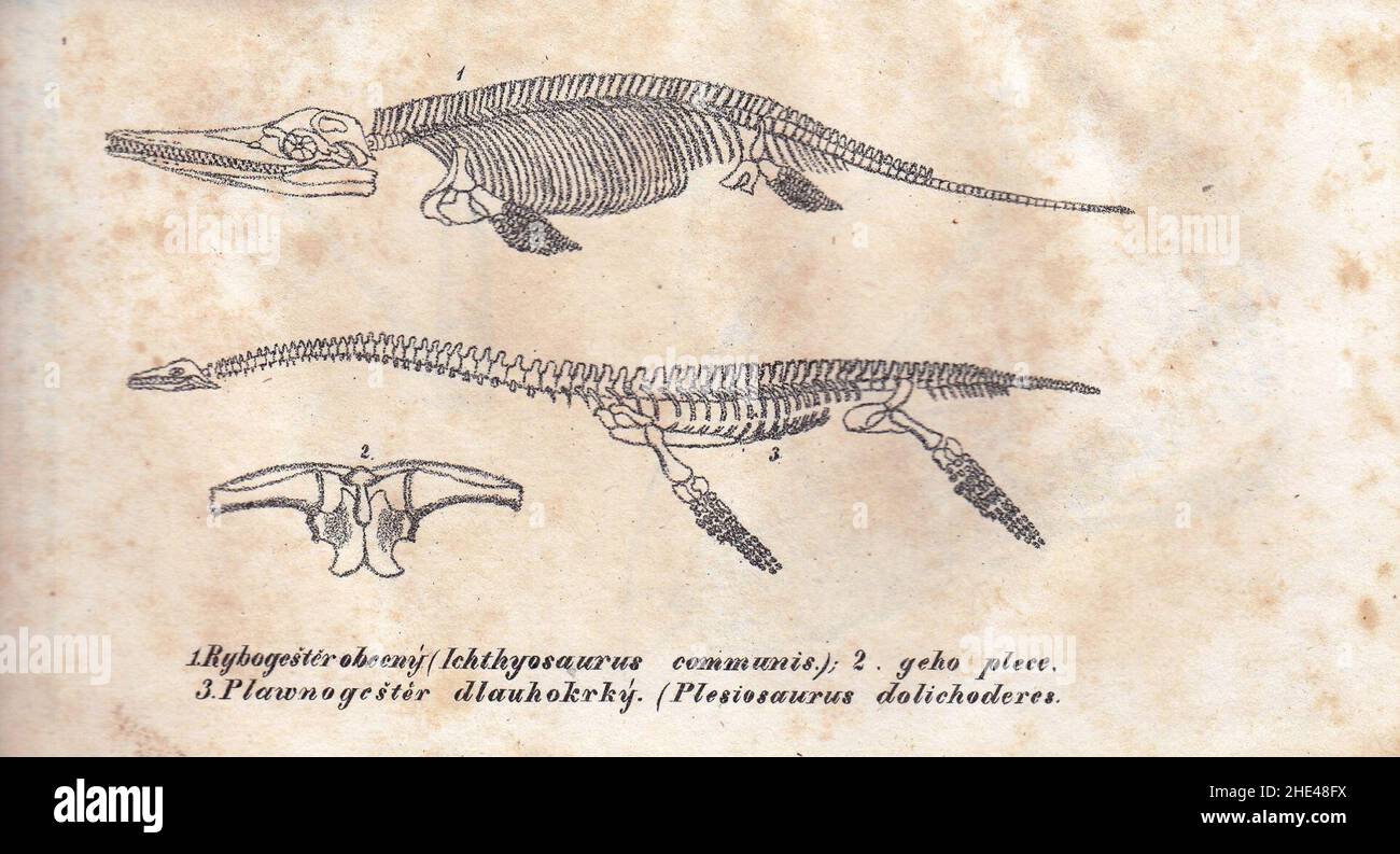 Ichthyosaurus Plesiosaurus High Resolution Stock Photography and Images ...