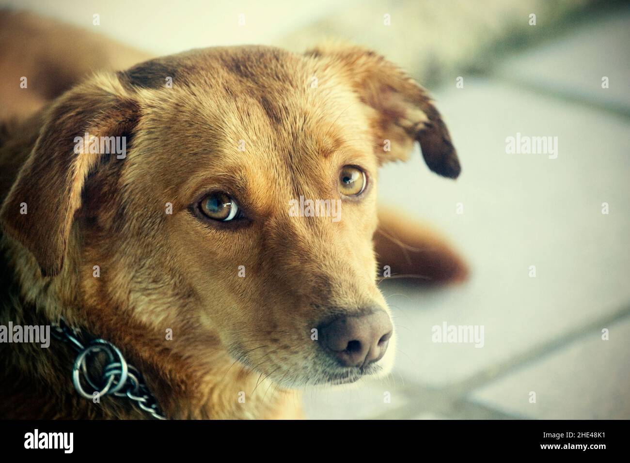 Closeup shot street dog hi-res stock photography and images - Alamy