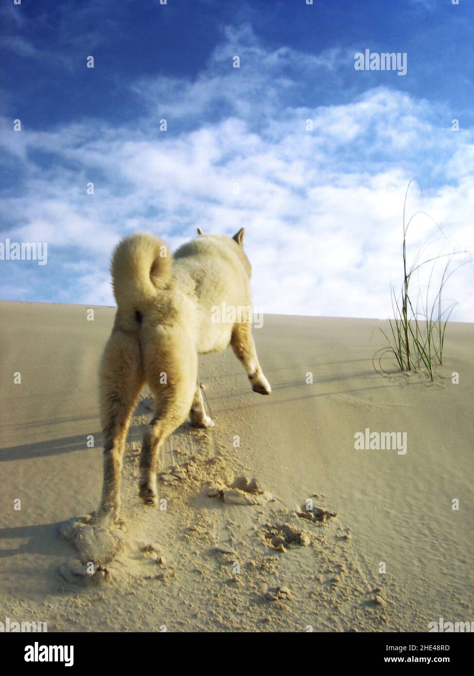 White marks paws hi-res stock photography and images - Alamy