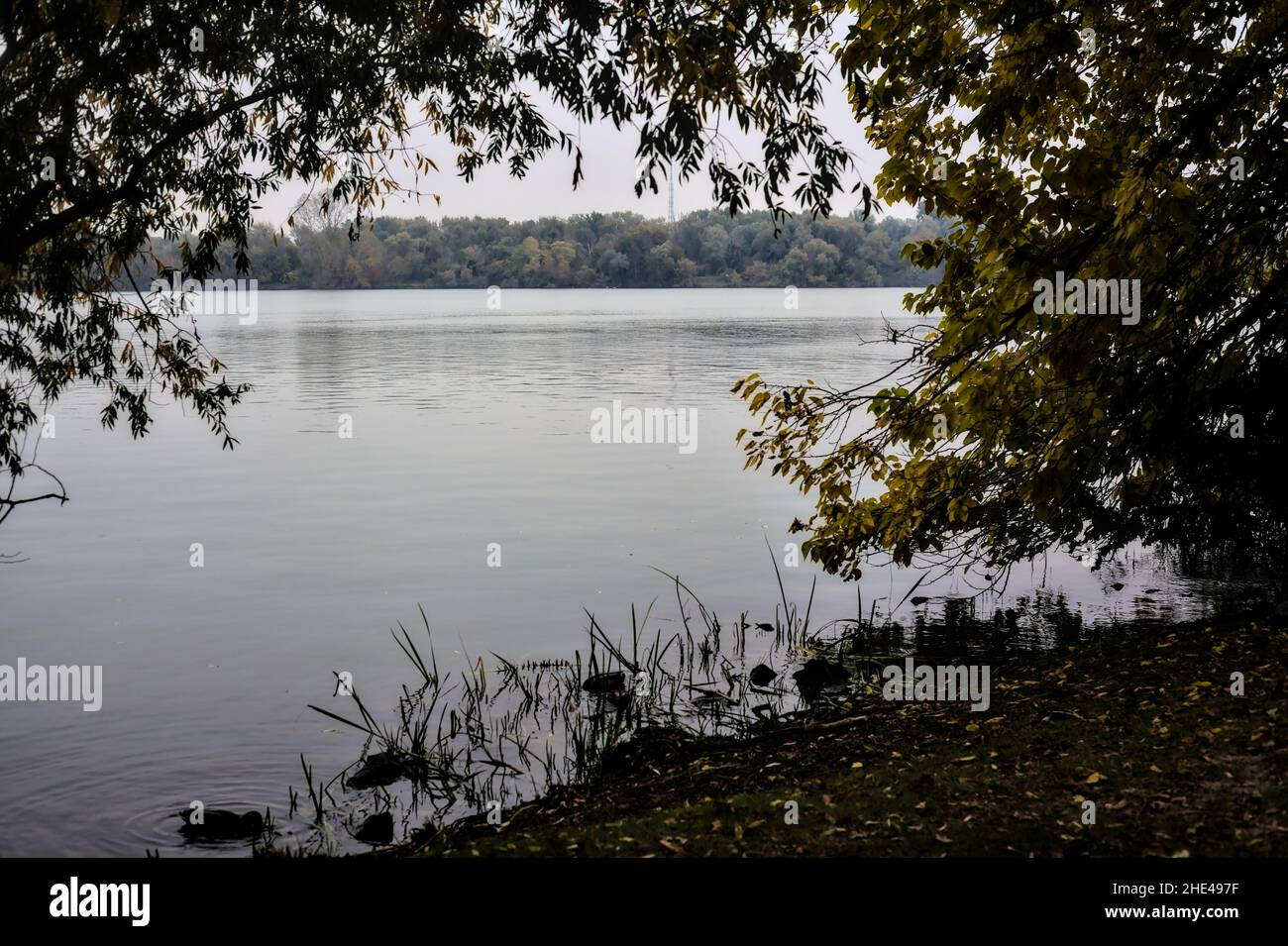 Lake framed by trees with foliage on the shore Stock Photo - Alamy