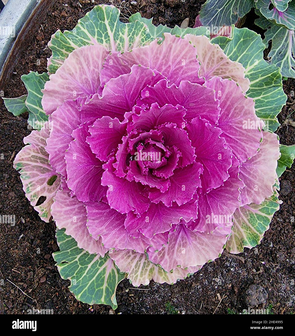Top view of a Purple kale plant Stock Photo - Alamy