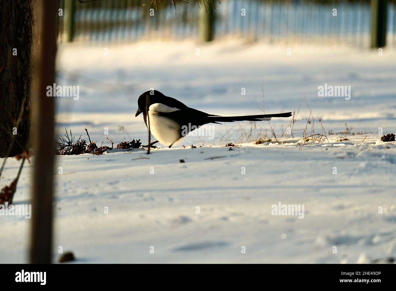 Magpie stands hi-res stock photography and images - Alamy