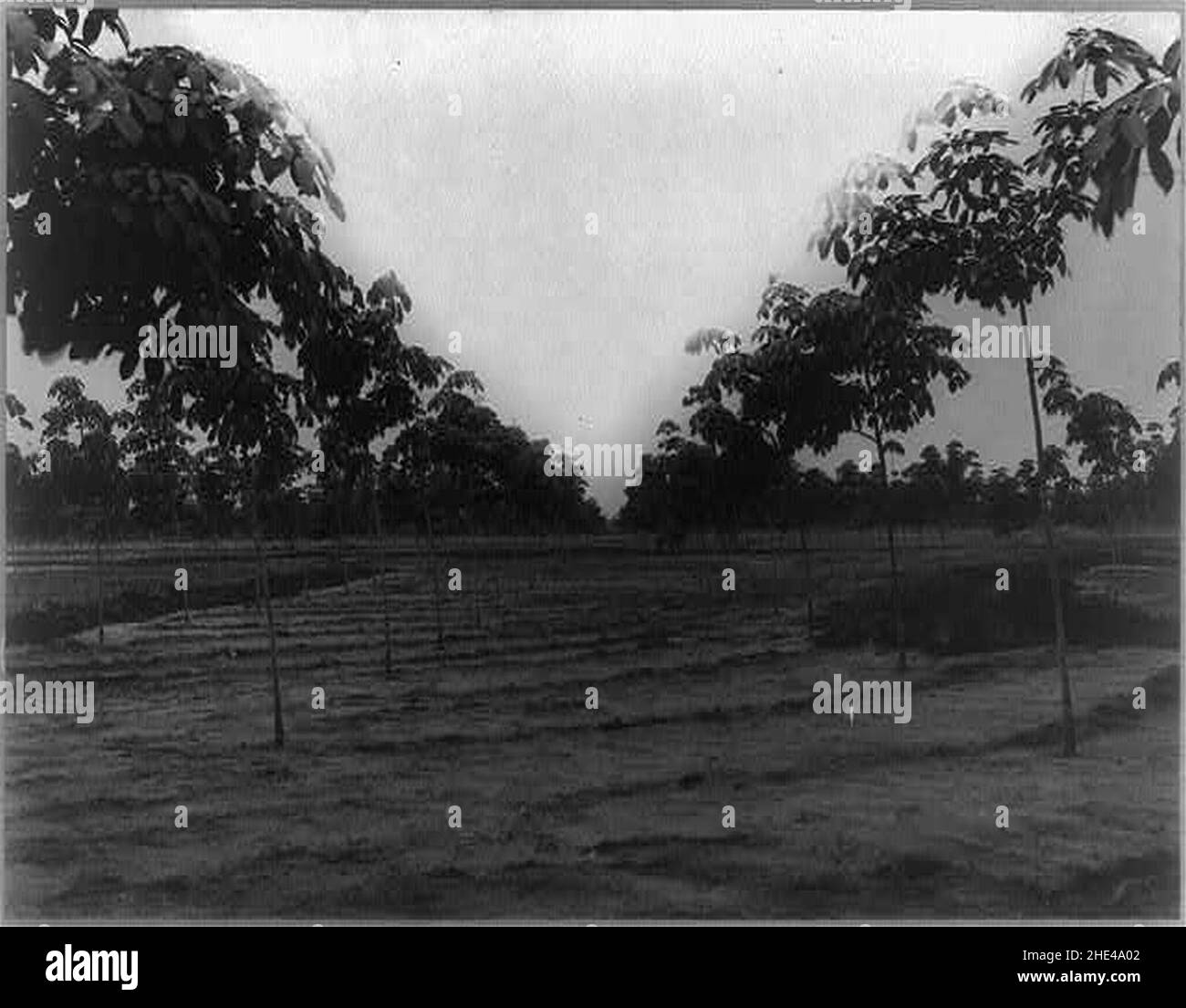 Rubber plantations in Sumatra- Trees, 2 years old, Kisaran Estate ...