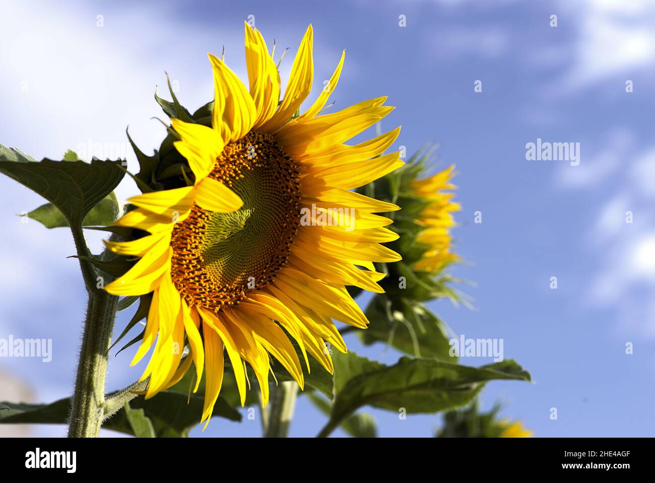 Sunflower growth from seed hi-res stock photography and images - Alamy