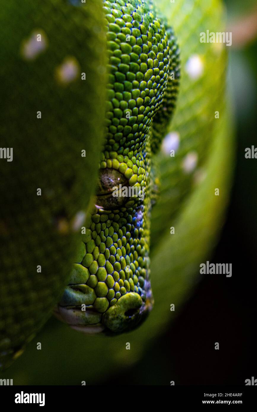 Emerald green boa hi-res stock photography and images - Alamy