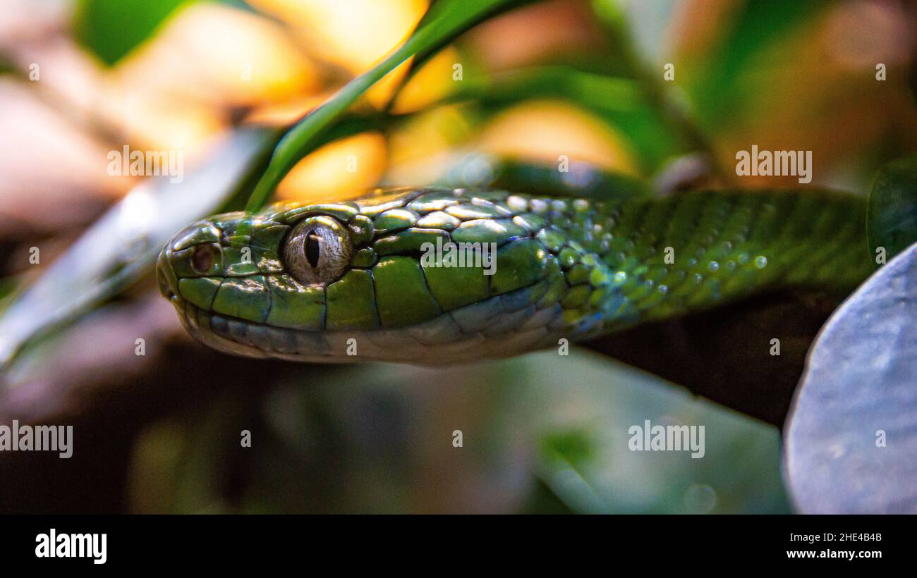 Slytherin snake hi-res stock photography and images - Alamy