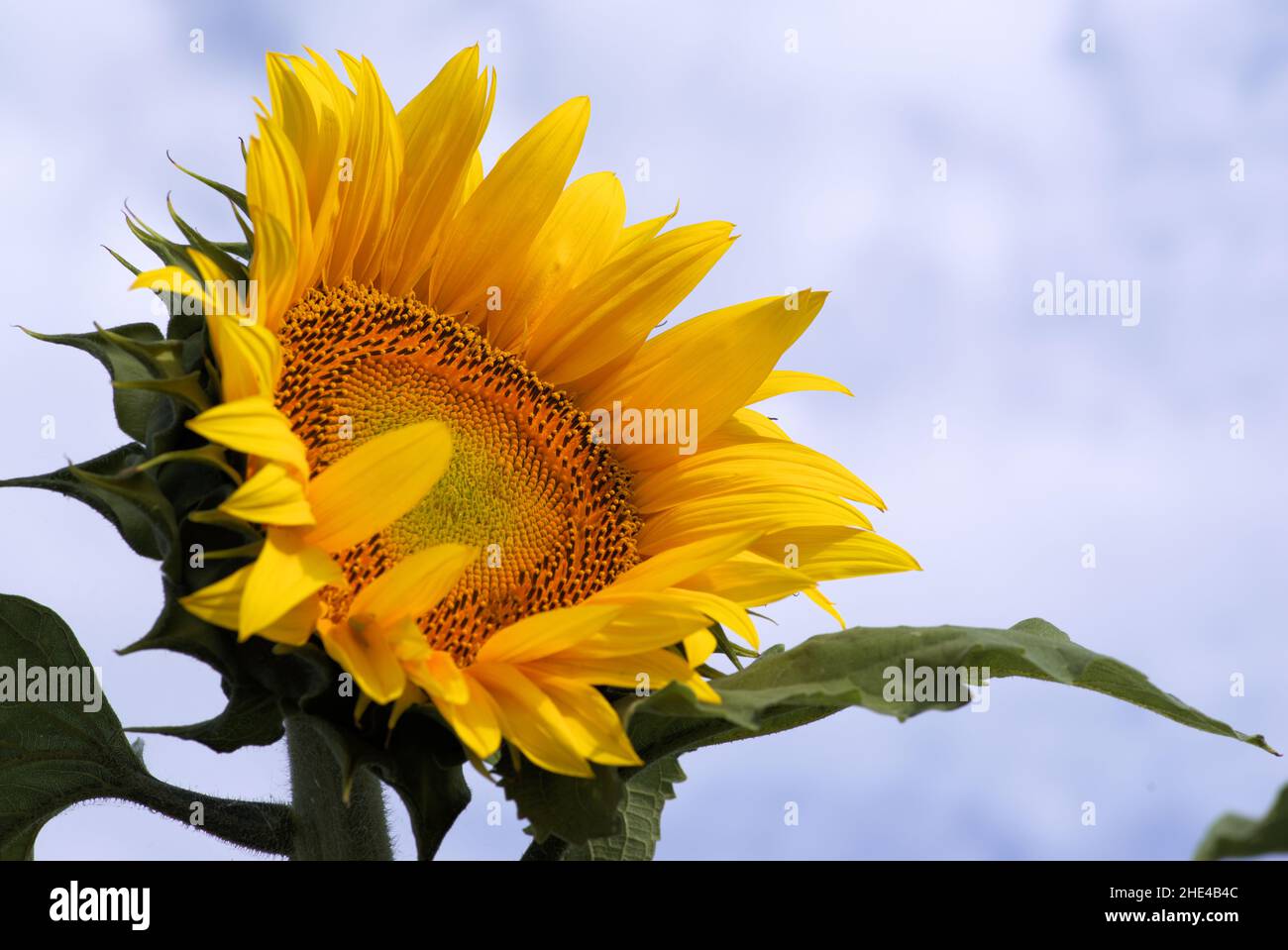 View on sunflower from the bottom with blue sky background, Helianthus ...