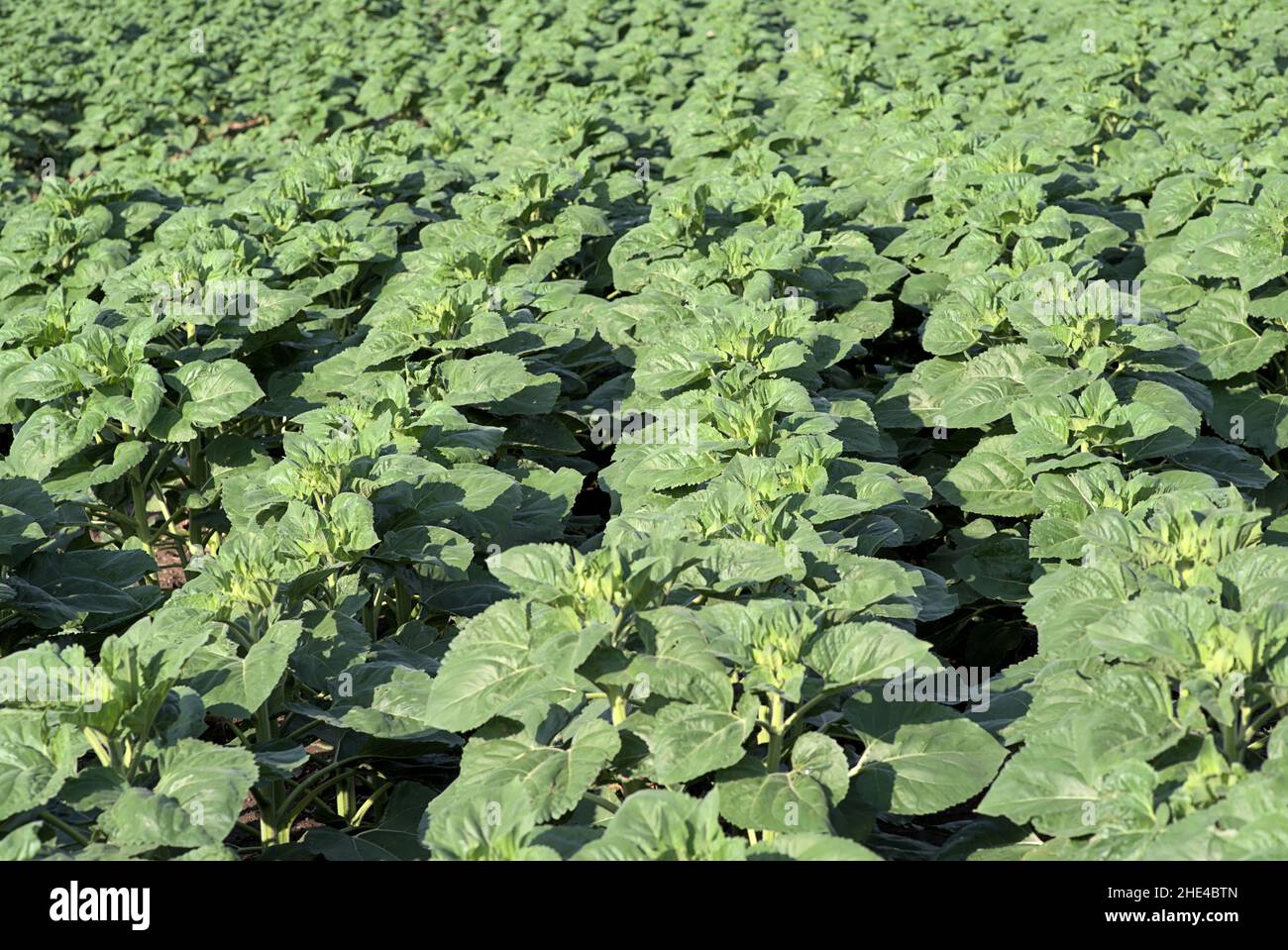 Young growing sunflowers on the field without heads Stock Photo - Alamy