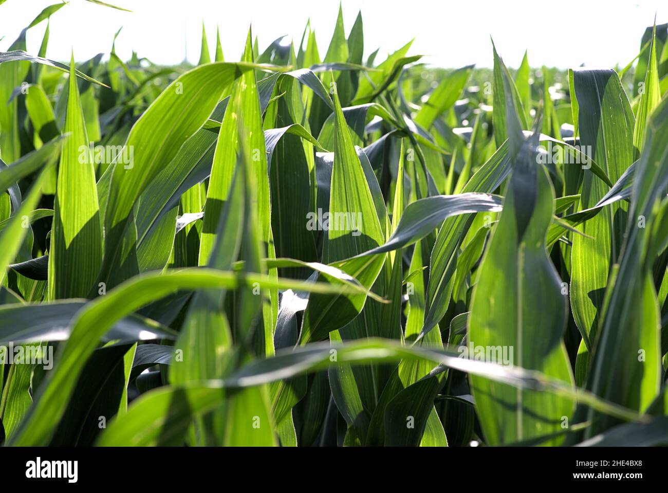 Beautiful fresh sweet corn hi-res stock photography and images - Alamy