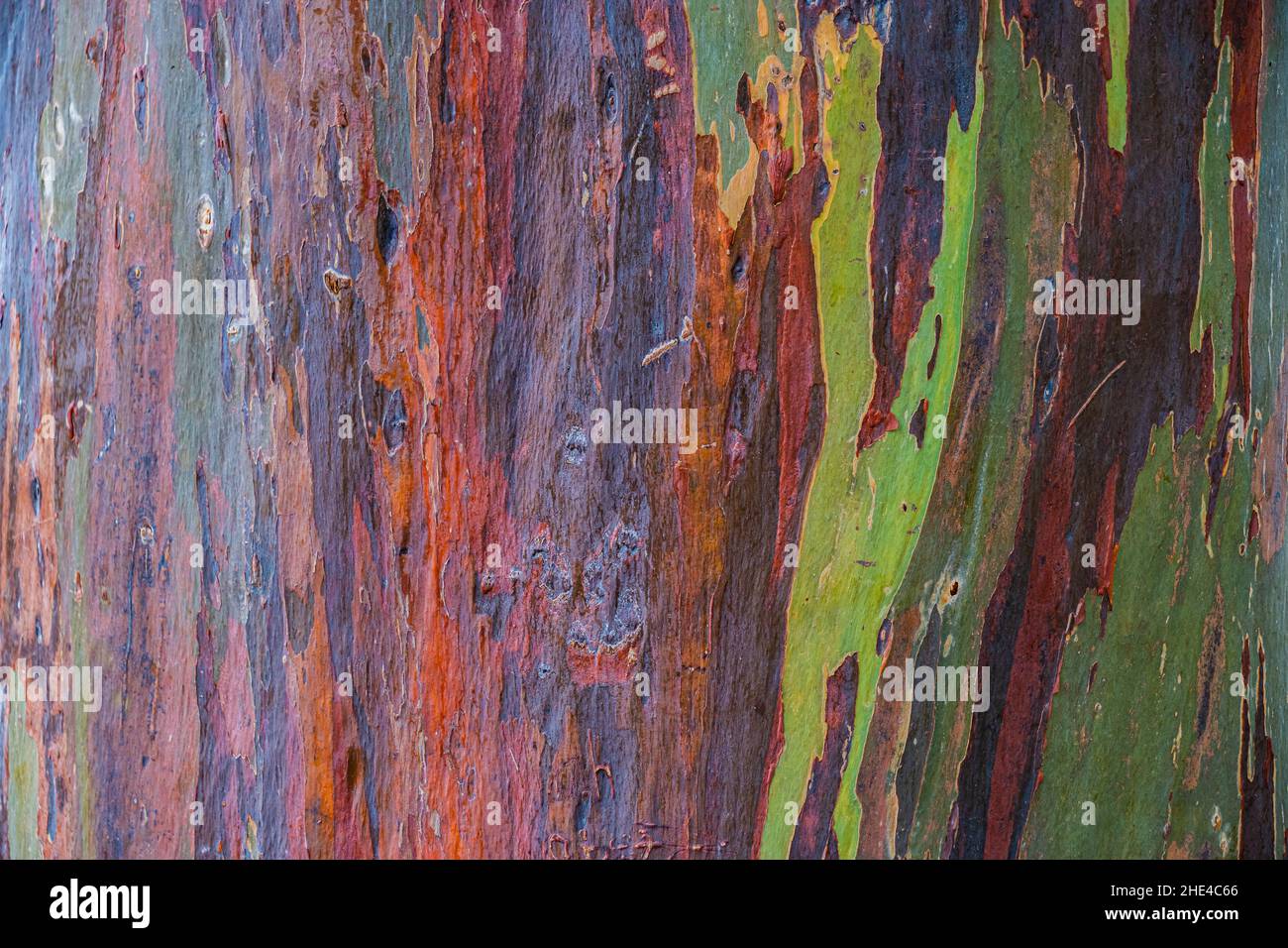 Eucalyptus rainbow tree closeup hi-res stock photography and images - Alamy