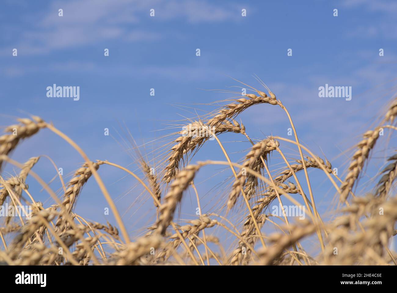 Ear of grain with blue sky in background Stock Photo - Alamy