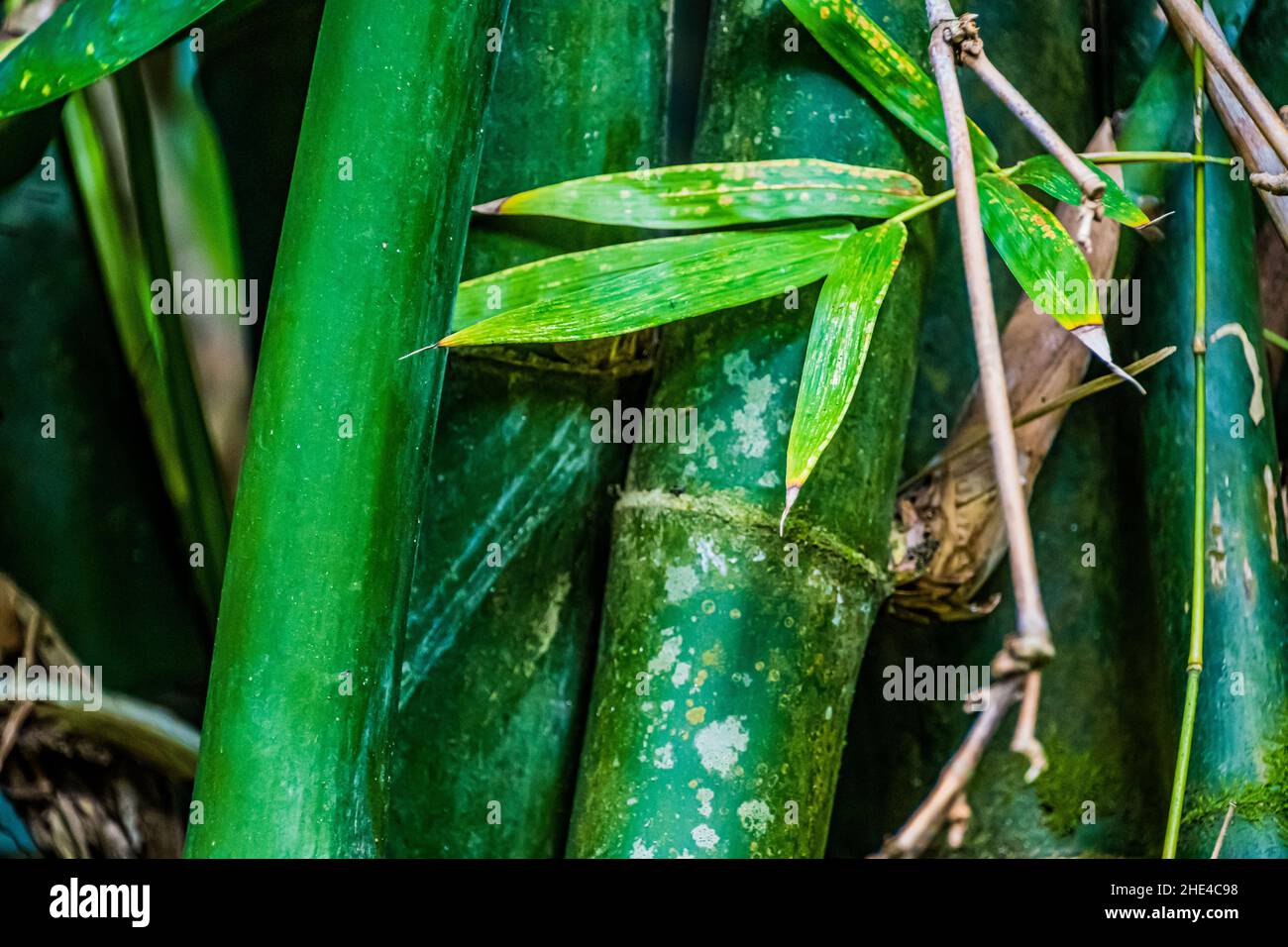 Closeup shot of the giant bamboo stalks. Waimea Falls, Oahu Hawaii ...
