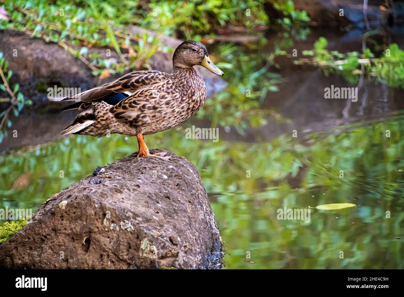 Yellow duck feet hi-res stock photography and images - Alamy