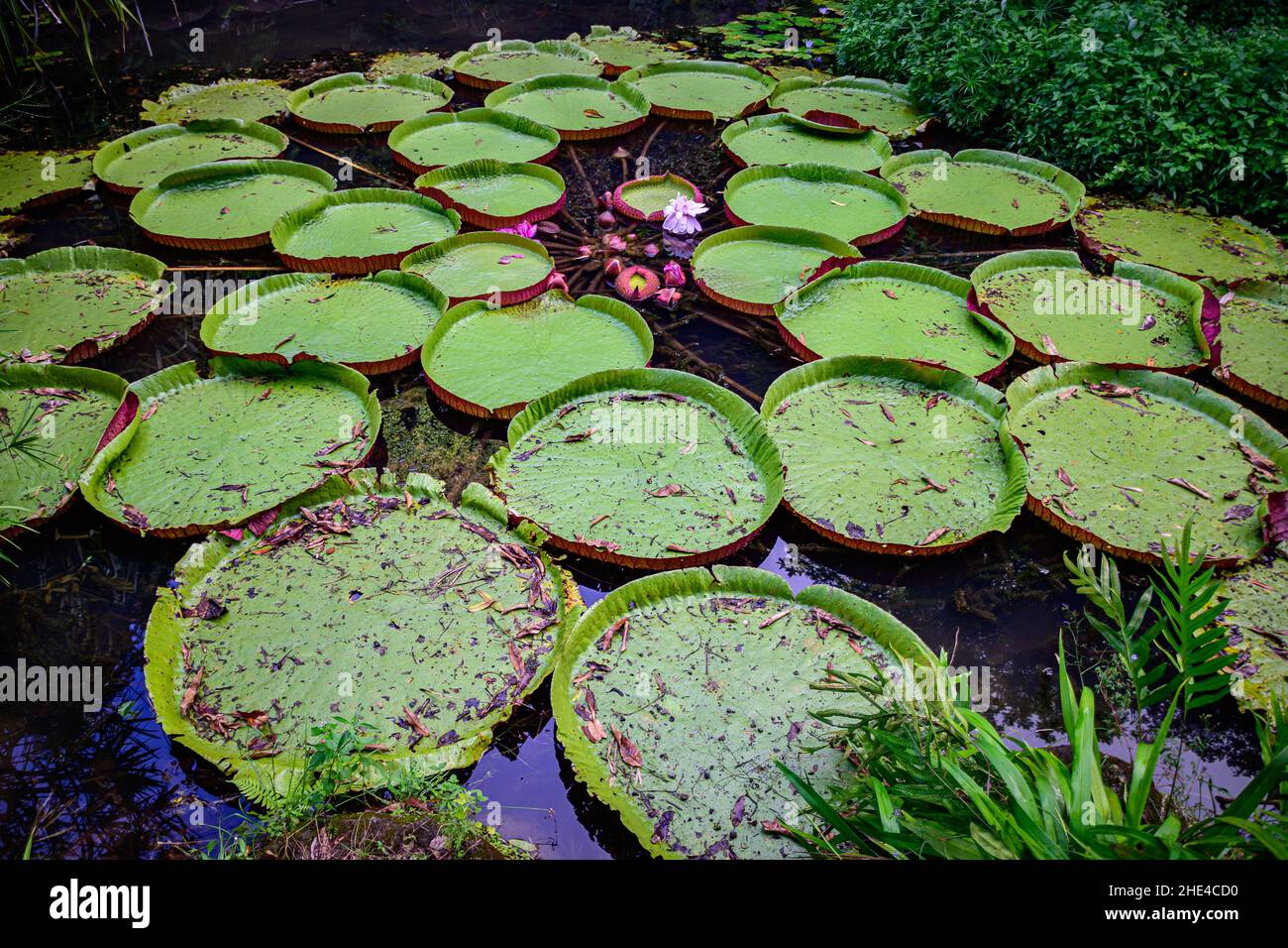 Green giant water lily pads hi-res stock photography and images - Alamy