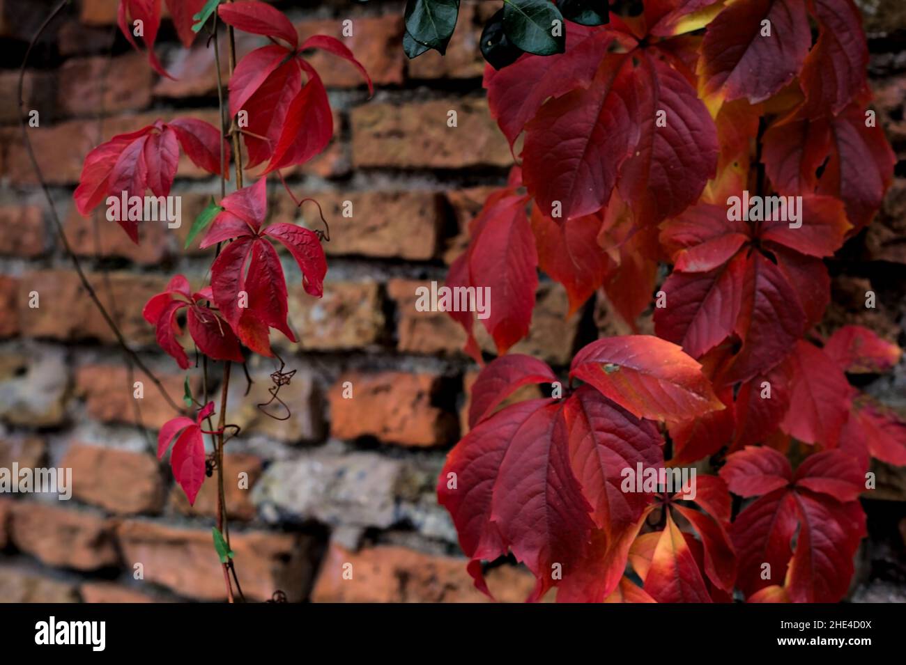 Red ivy on a brick wall Stock Photo - Alamy
