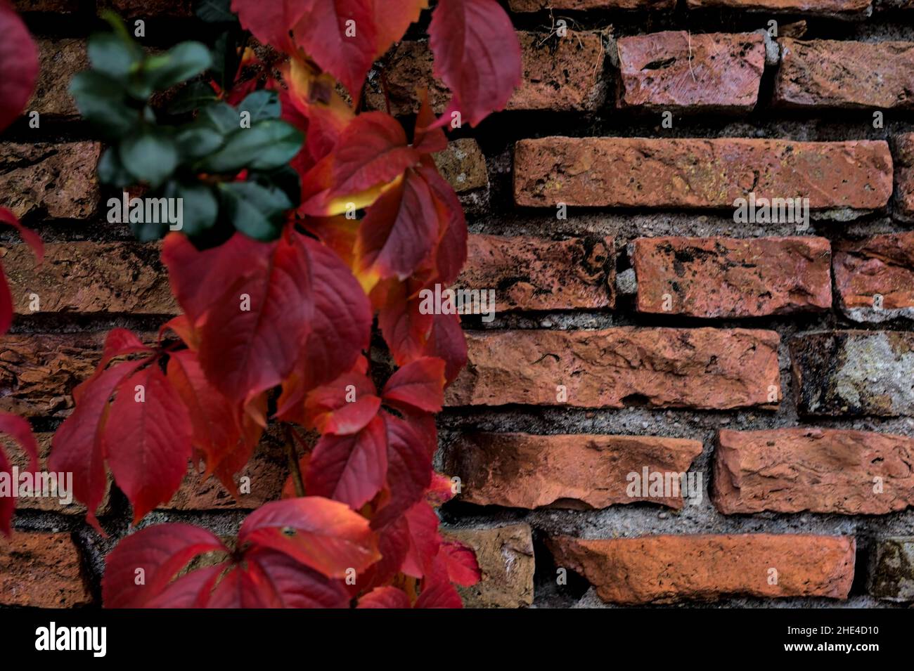 Red ivy on a brick wall Stock Photo - Alamy