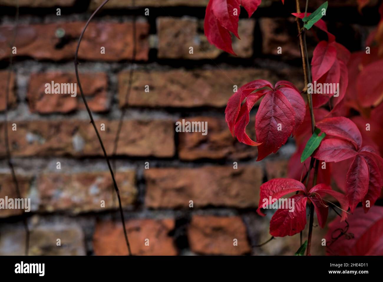 Red ivy on a brick wall Stock Photo - Alamy