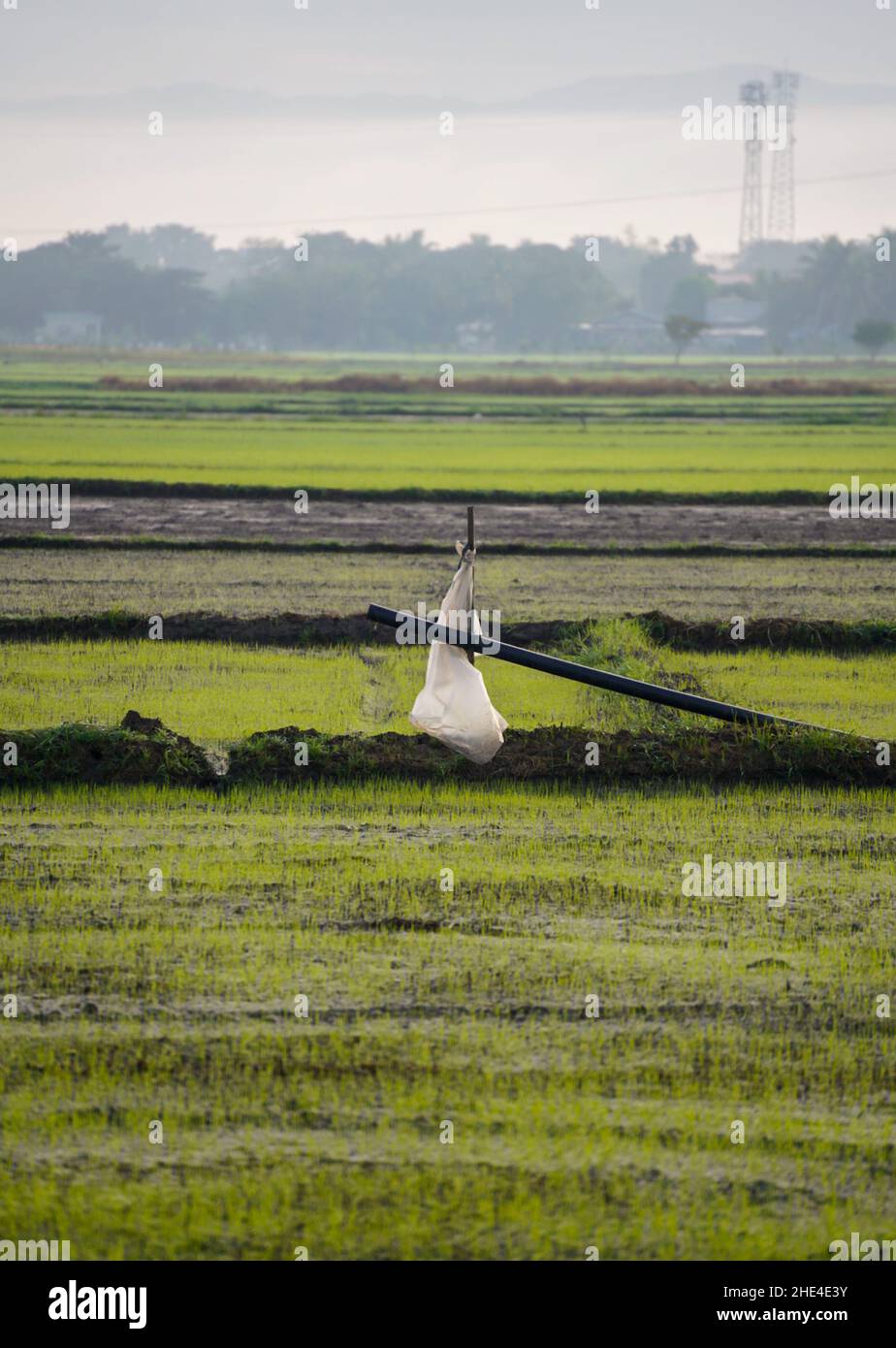 Vertical shot of rice crops under the sunlight in the countryside Stock ...